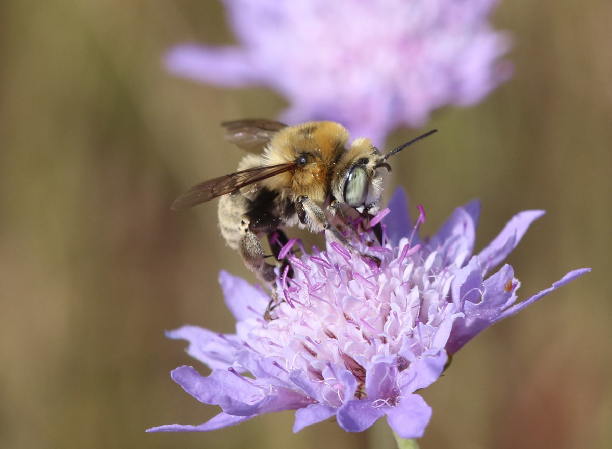 Identifying bees is now easier - Biodiversity Genomics Europe