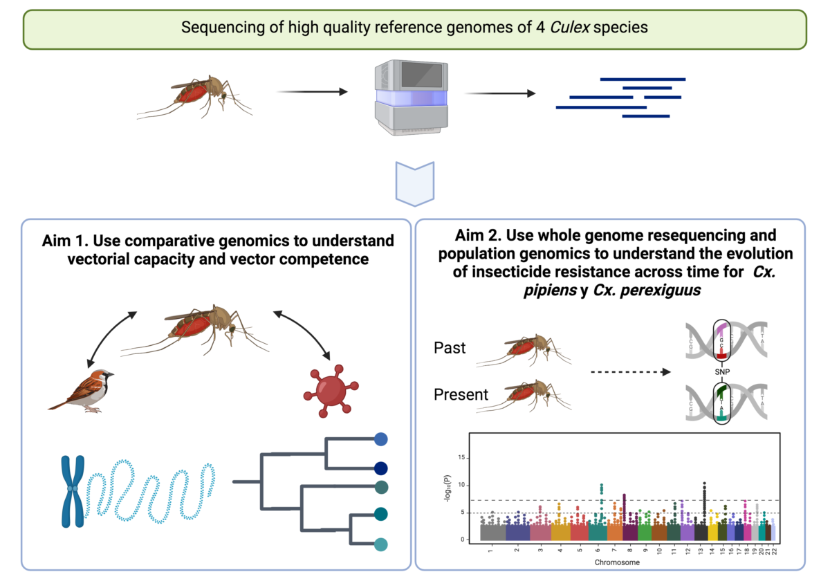 Analysing the genomic basis of vectorial capacity and insecticide ...