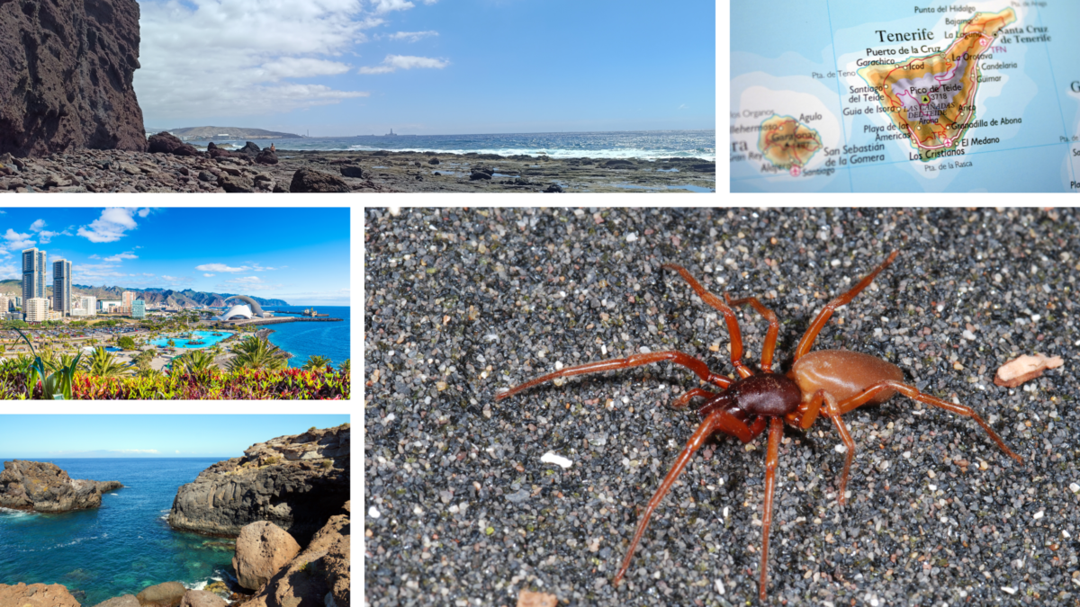 A new reference genome for the conservation of coastal spider species ...