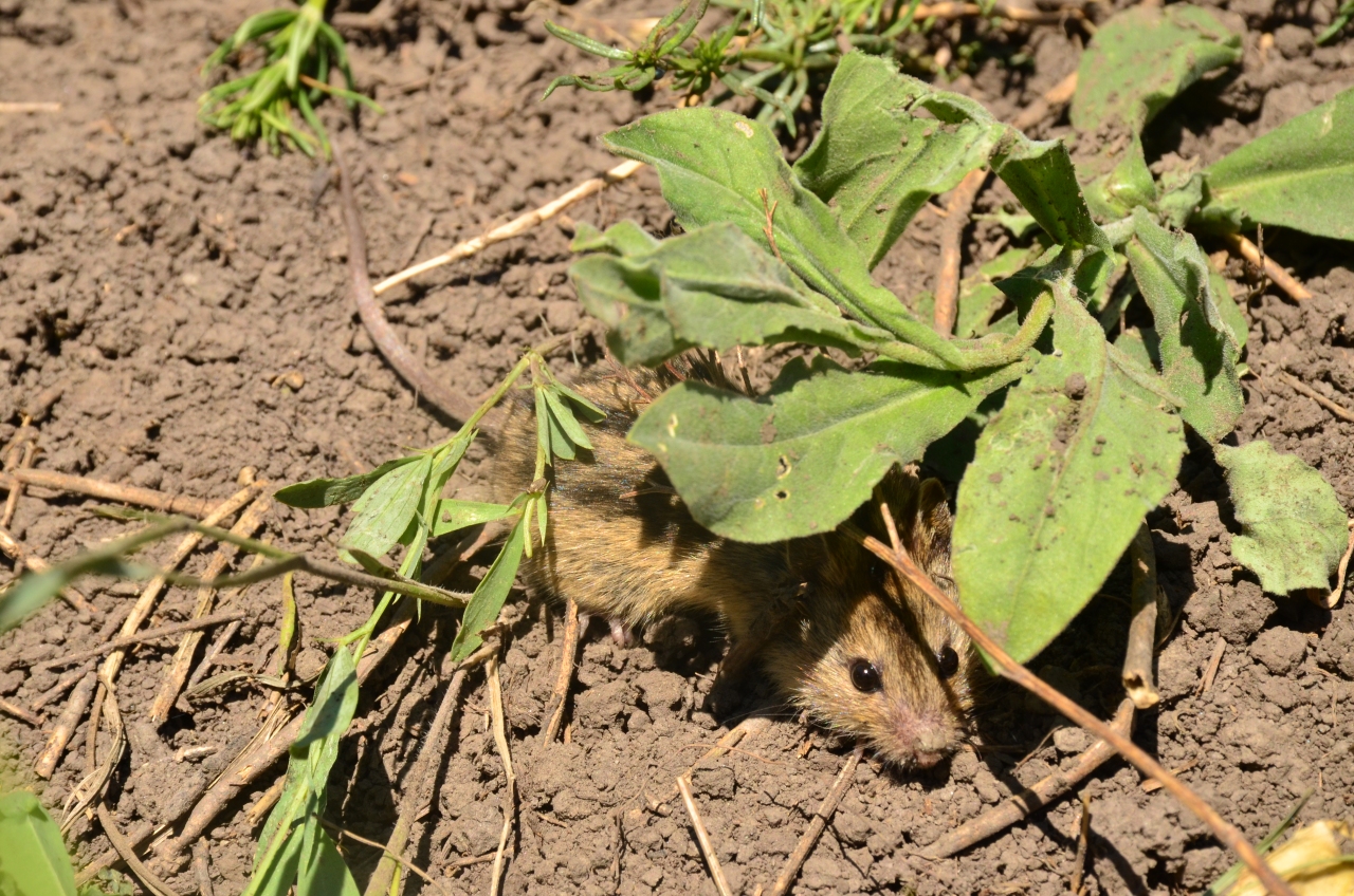 A High-Quality Reference Genome of one of the Rarest European Mammals ...