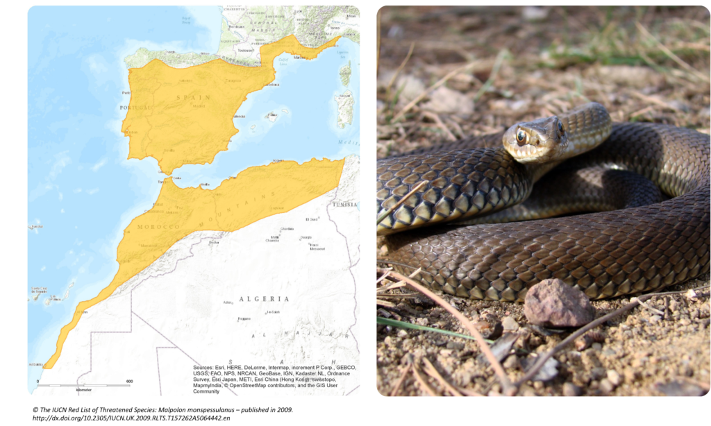 Unraveling the Genome of the Western Montpellier snake: A Key to Understanding Venom Evolution ...